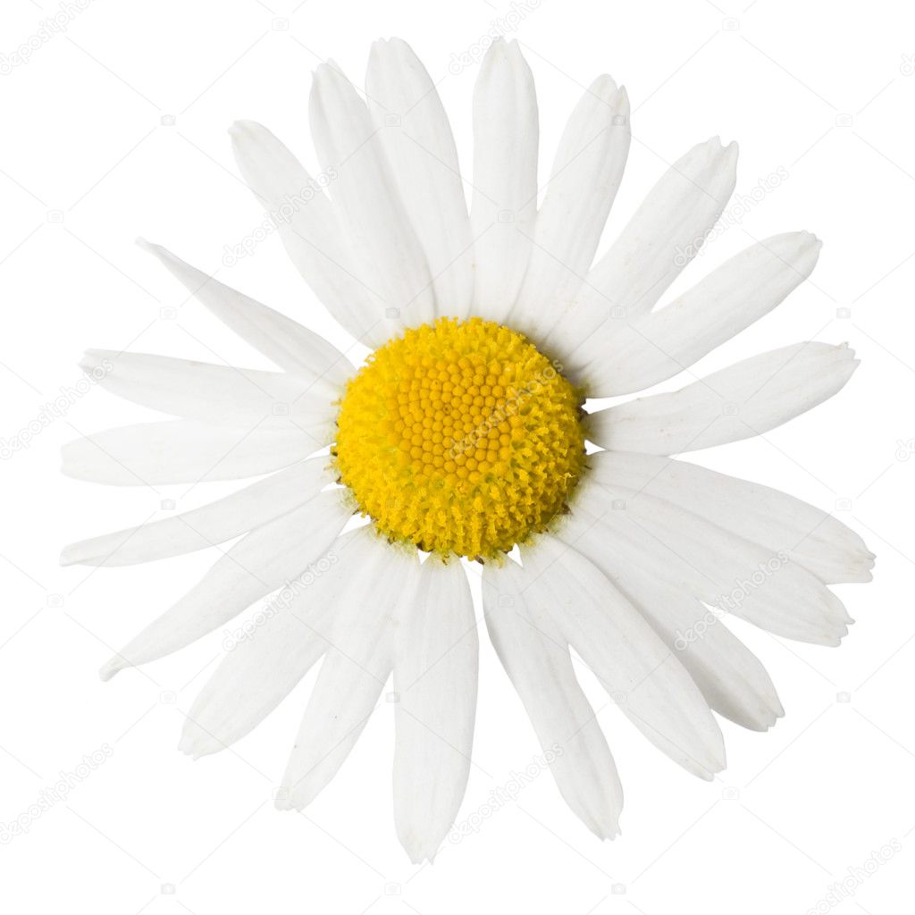 Camomile — Stock Photo © sailorr #11648898 Camomile — Stock Photo © sailorr #11648898