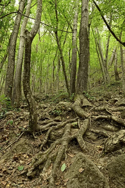 Tree roots - Stock Image - Everypixel