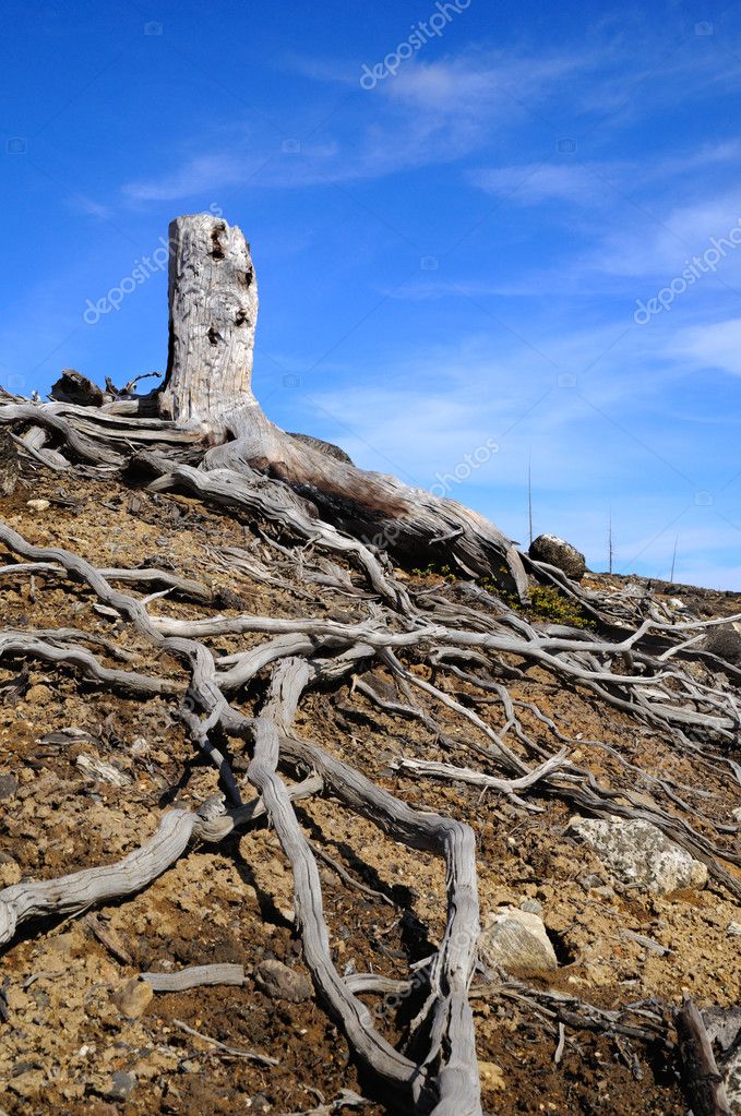 Old dead stump. — Free Stock Photo © Valeriy_Al #11831255