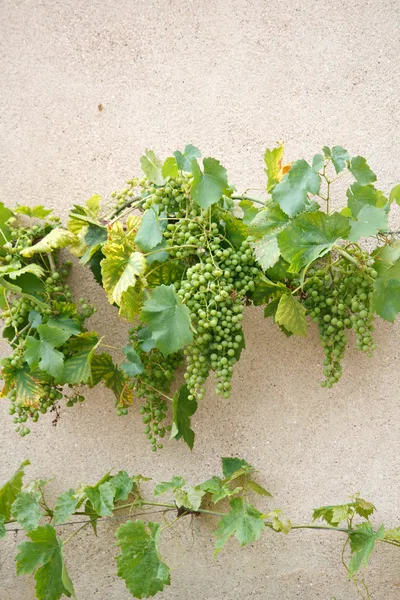 8,086 Grapes on the wall Stock Photos | Free & Royalty-free Grapes on ...