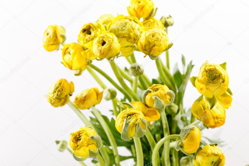 Yellow Ranunculus Stock Photo by ©Shebeko 10807268