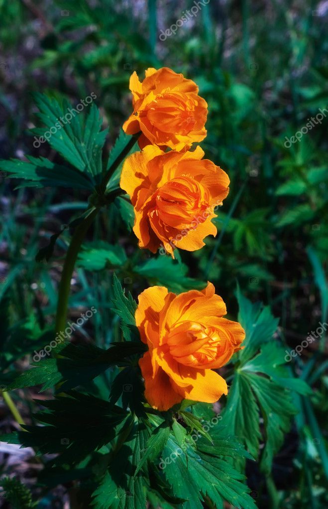 Orange forest flowers Stock Photo by ©Winston 10757056