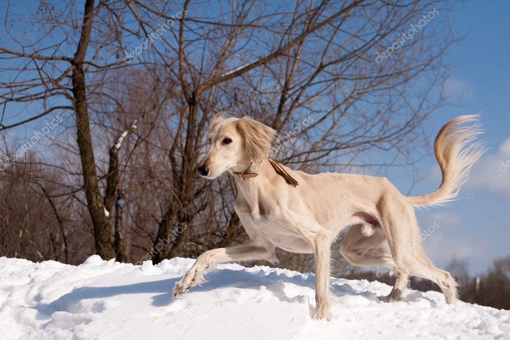 Walking saluki ⬇ Stock Photo, Image by © foaloce #11356493