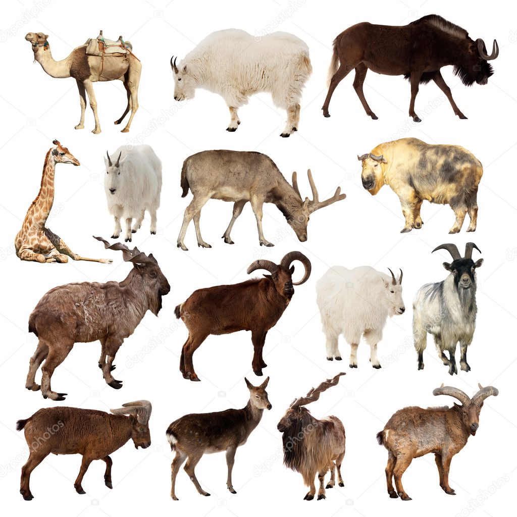 Set of Artiodactyla animals. Isolated over white — Stock Photo © Jim ...