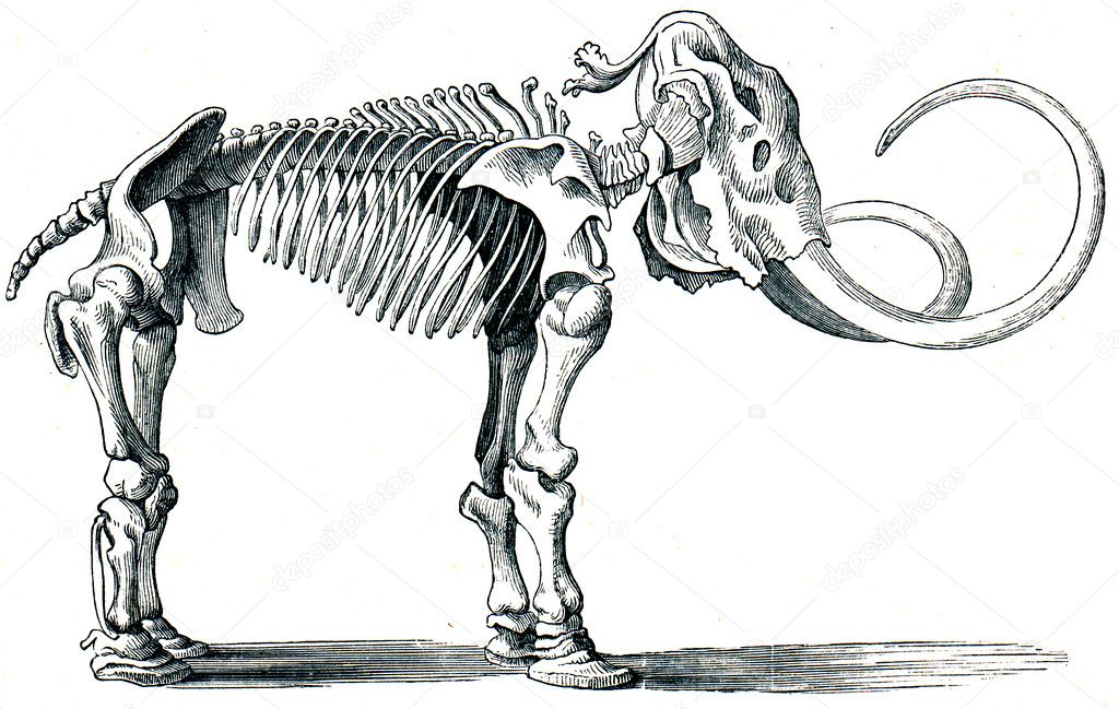 Woolly mammoth - Mammuthus primigenius — Stock Photo © igorgolovniov ... Woolly mammoth - Mammuthus primigenius — Stock Photo © igorgolovniov ...