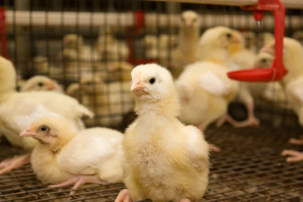 Portrait of chicken broilers - Stock Image - Everypixel