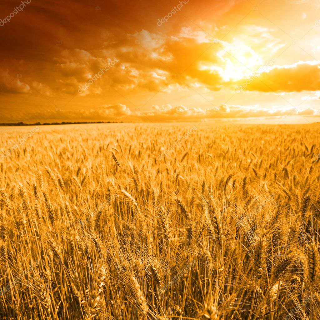 Yellow field with the yellow sky — Stock Photo © jonson #11451669