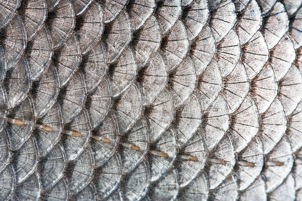 Scales of fish Stock Photo by ©fotoall 11064805