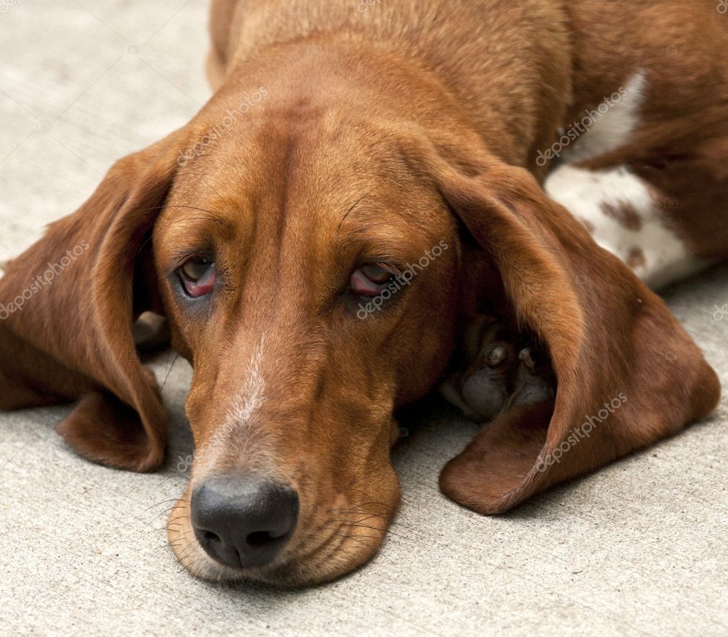 Perro triste — Foto de stock © Mishella #11296563