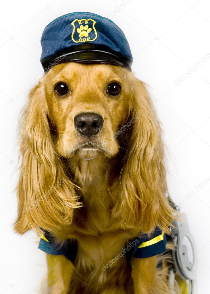 Police dog Stock Photo by ©Mishella 11296624