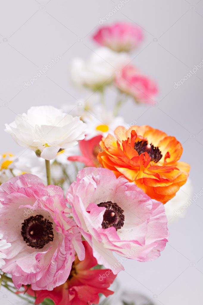 Colorful ranunculus Stock Photo by ©AlexSmith 11389741