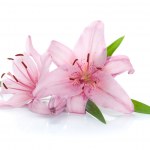 Two pink lily flowers Stock Photo by ©karandaev 27194283