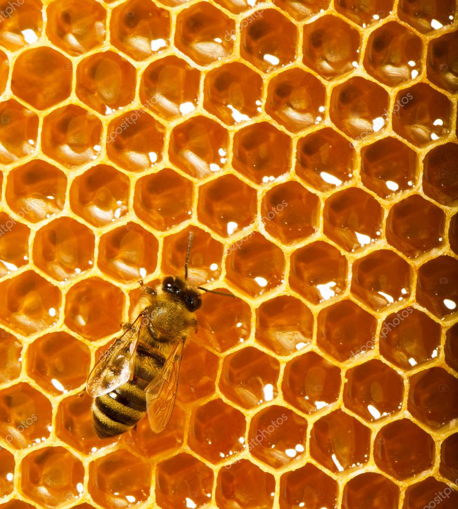 One bee works on honeycomb — Stock Photo © smaglov #11375861