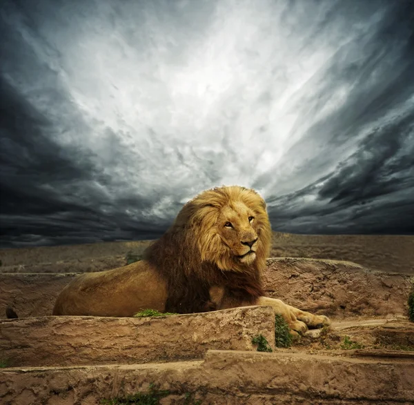 Lion in desert Stock Photos, Royalty Free Lion in desert Images ...