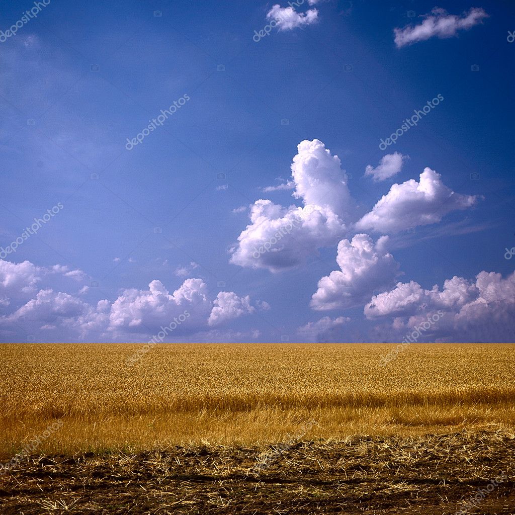 Beautiful field. Stock Photo by ©osalenko 11949143