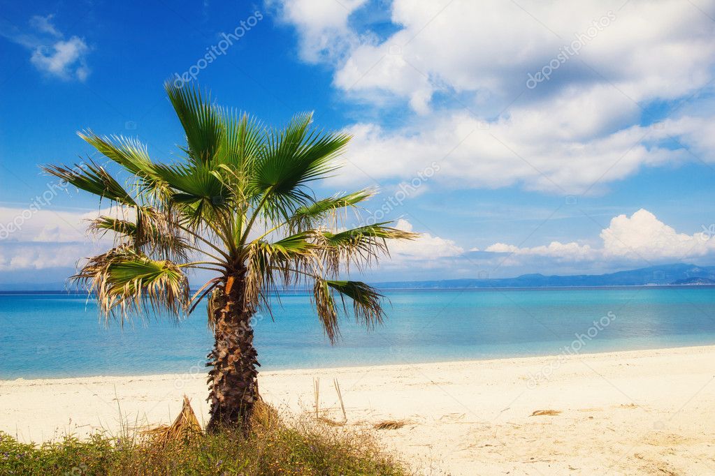 Palmträd på en strand i hanioti, Grekland — Stockfotografi © anatema ...