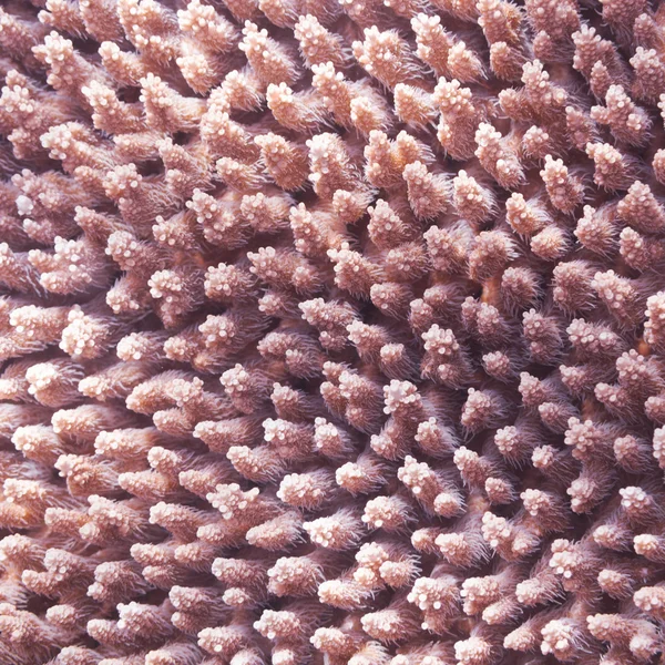 Hard coral texture Stock Photos, Royalty Free Hard coral texture Images ...