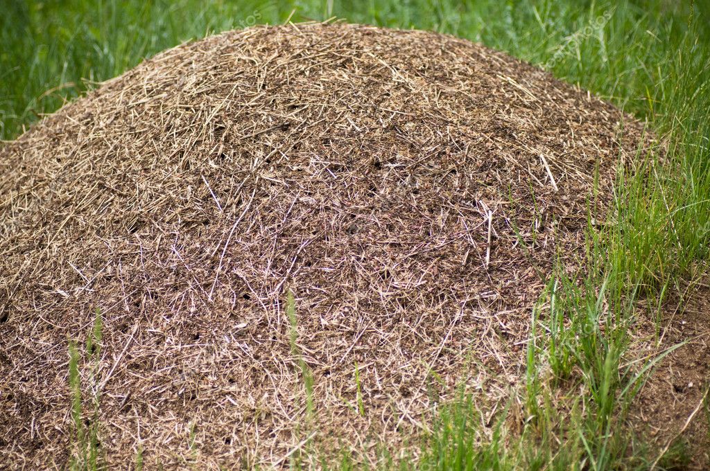 Big anthill Stock Photo by ©Forewer 11860220