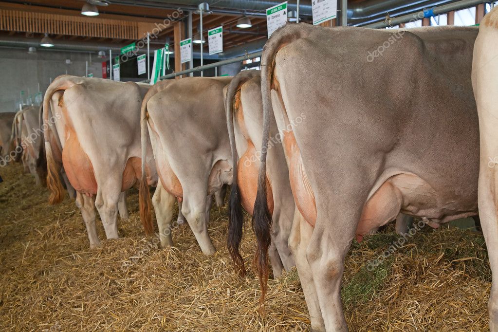 Swiss cow farm — Stock Photo © NataliGlado #10788790