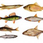 Fish collection Stock Photo by ©alexraths 8929162