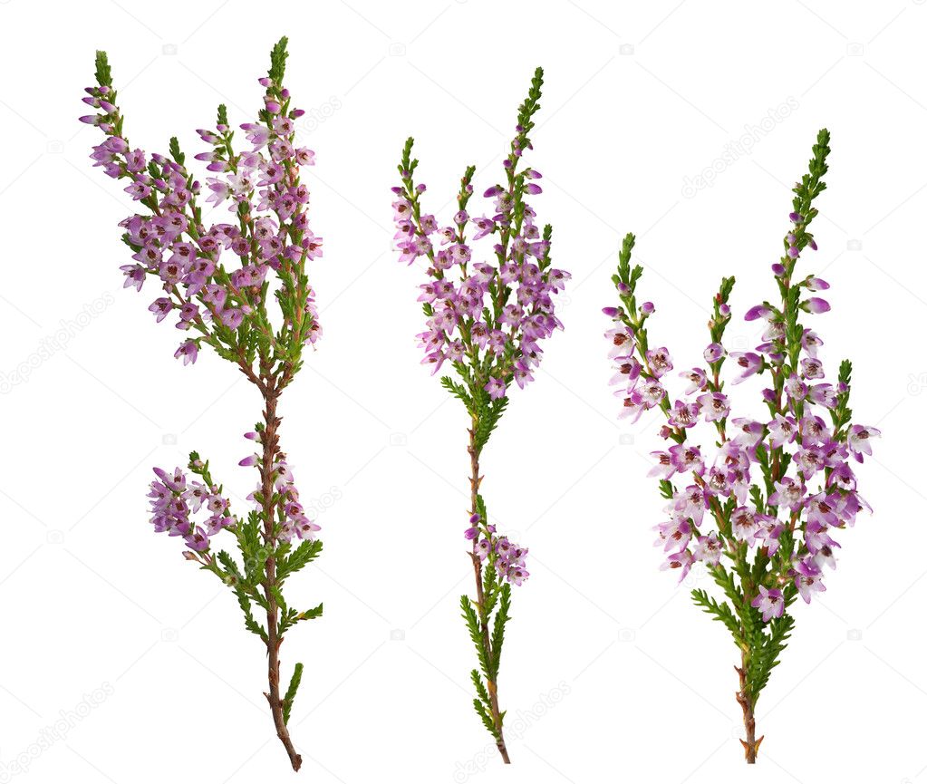 Three purple heather branches Stock Photo by ©Dr.PAS 12356285