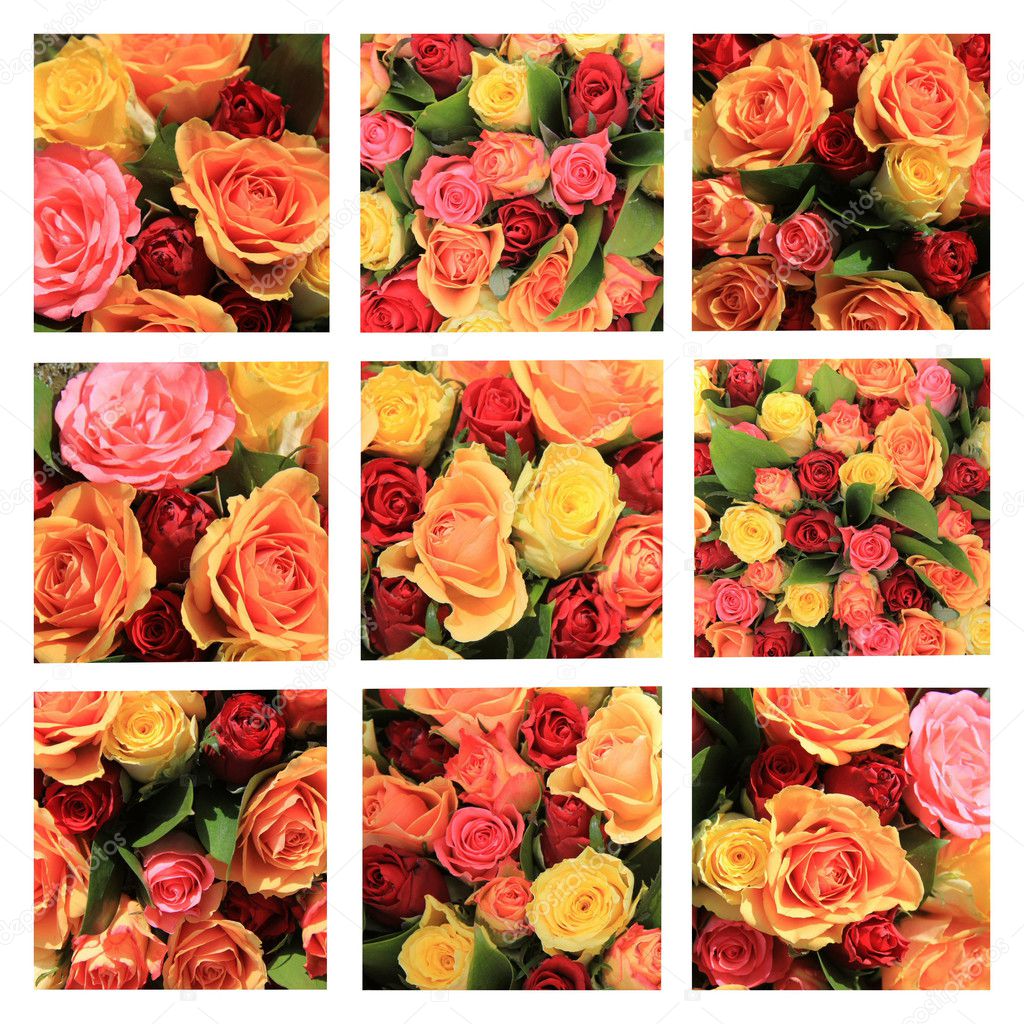 Multicolored rose collage — Stock Photo © portosabbia #10935361