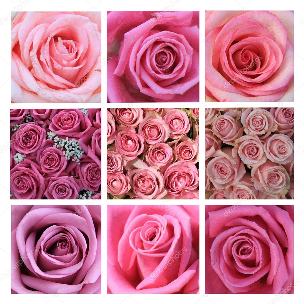 Pink rose collage Stock Photo by ©portosabbia 10935470