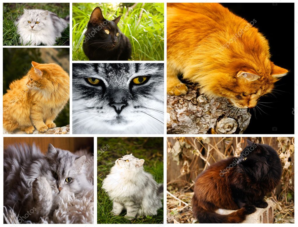 Cats Collage Background