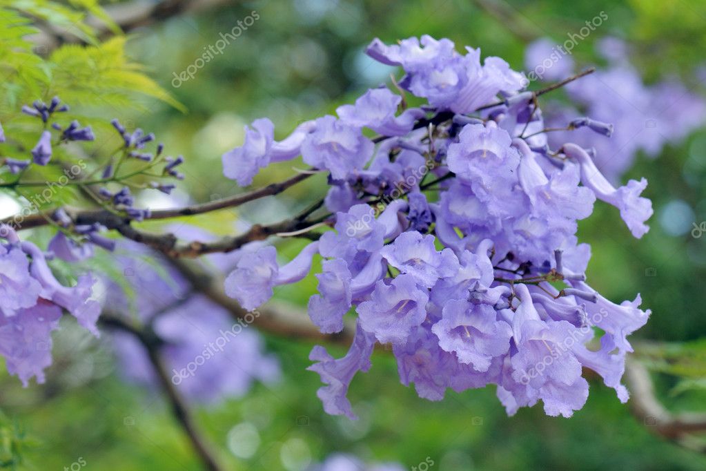 Jacaranda Mimosifolia Flowers