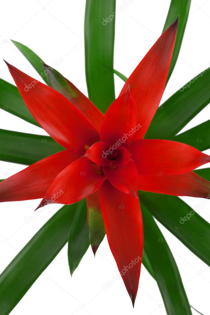 Guzmania flower Stock Photo by ©vankad 11151513