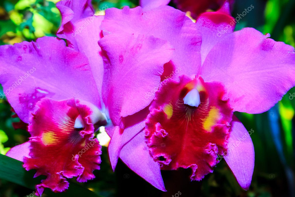 Cattleya Orchids Stock Photo by ©Webitect 11717005