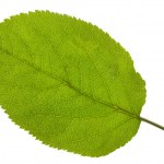 Apple tree leaves — Stock Photo © filmfoto #12228620