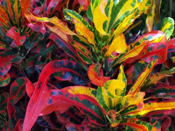 Carnival plants Stock Photos, Royalty Free Carnival plants Images ...