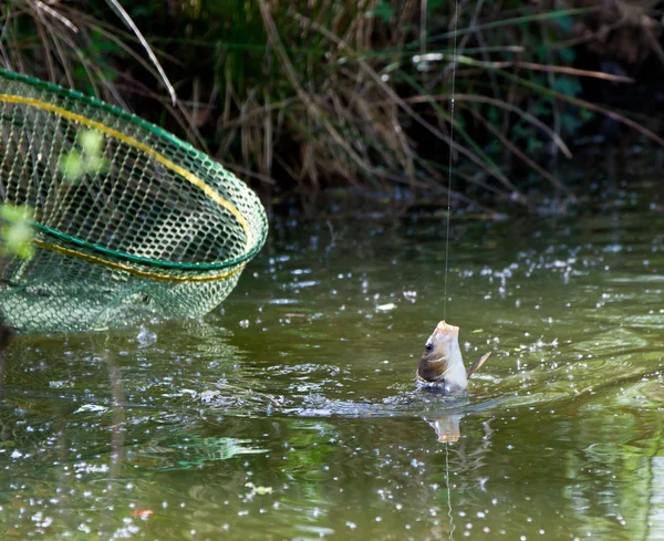 Line caught fish Stock Photos, Royalty Free Line caught fish Images ...