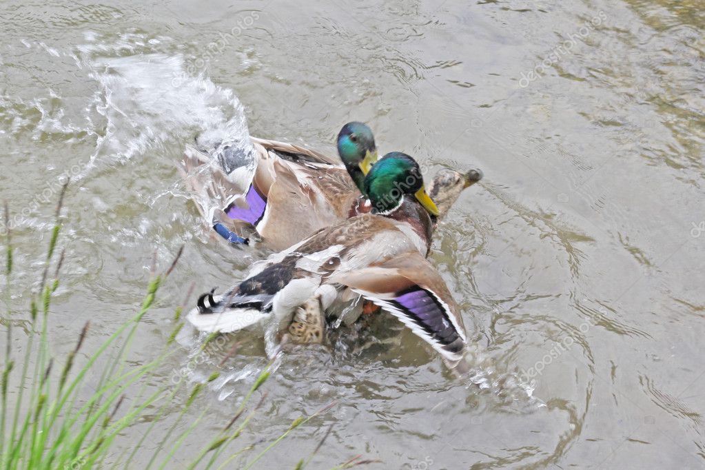 Mated pair of Mallards in beautiful water, with reflections Stock Photo ...