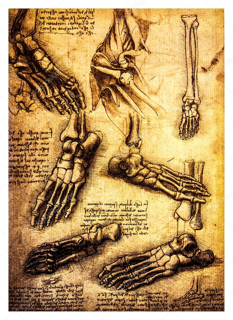 Ancient anatomical drawings by Leonardo DaVinci — Stock Photo ...
