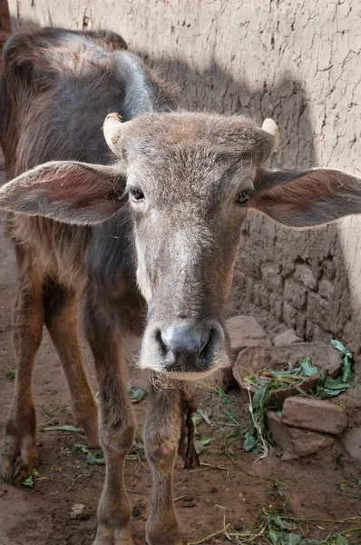 Poor starving cow Stock Photo by ©eleaner 10725654