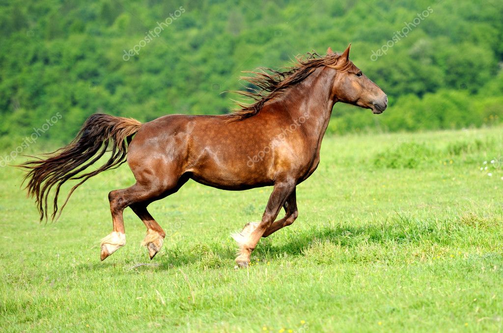 Caballo corriendo al galope — Foto de stock © VolodymyrBur #11693627