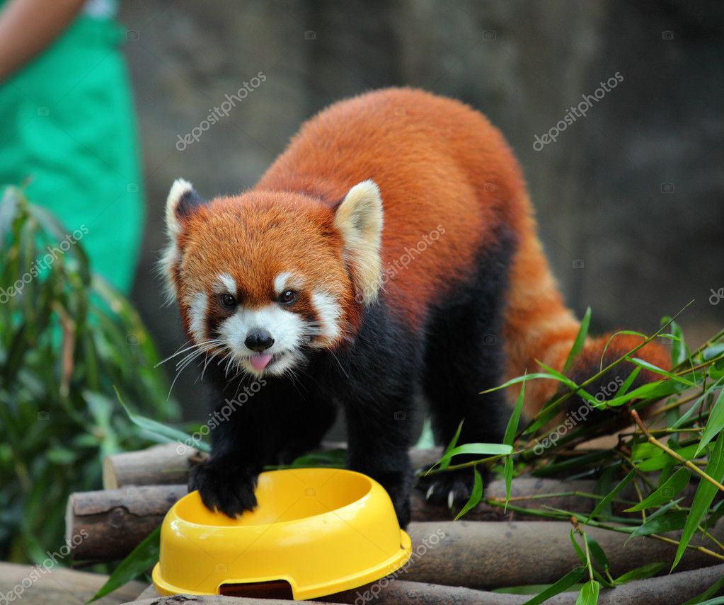Red panda — Stock Photo © leungchopan #12235653
