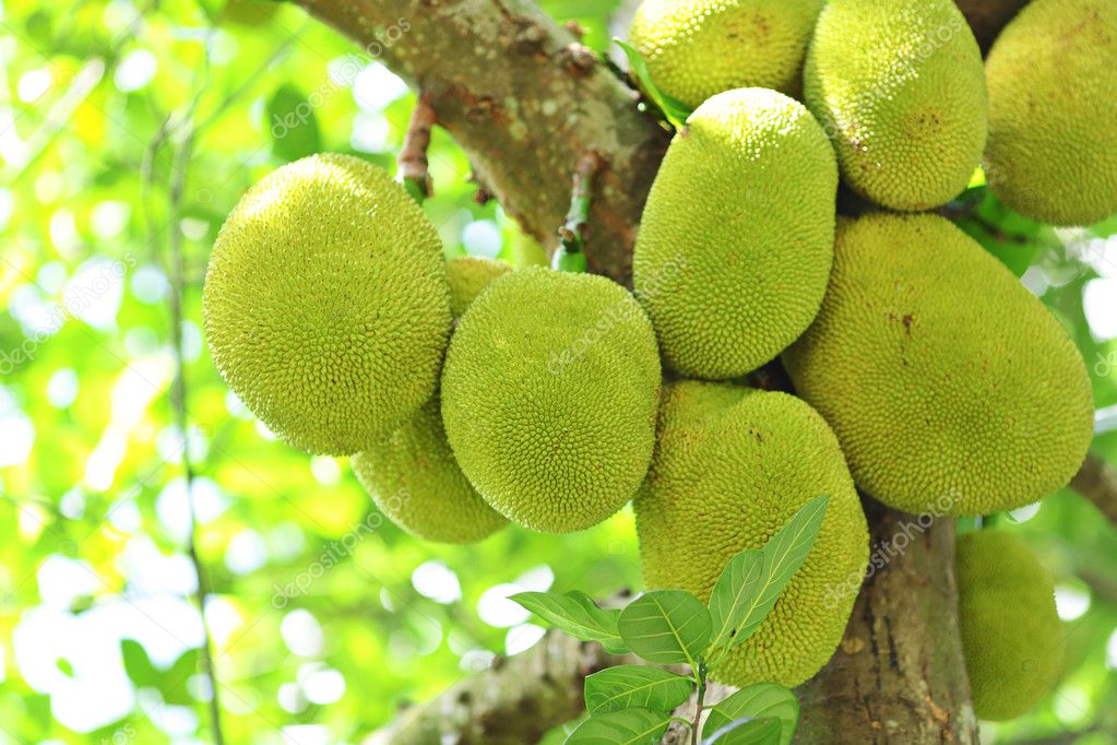 Jaca en el árbol 2022