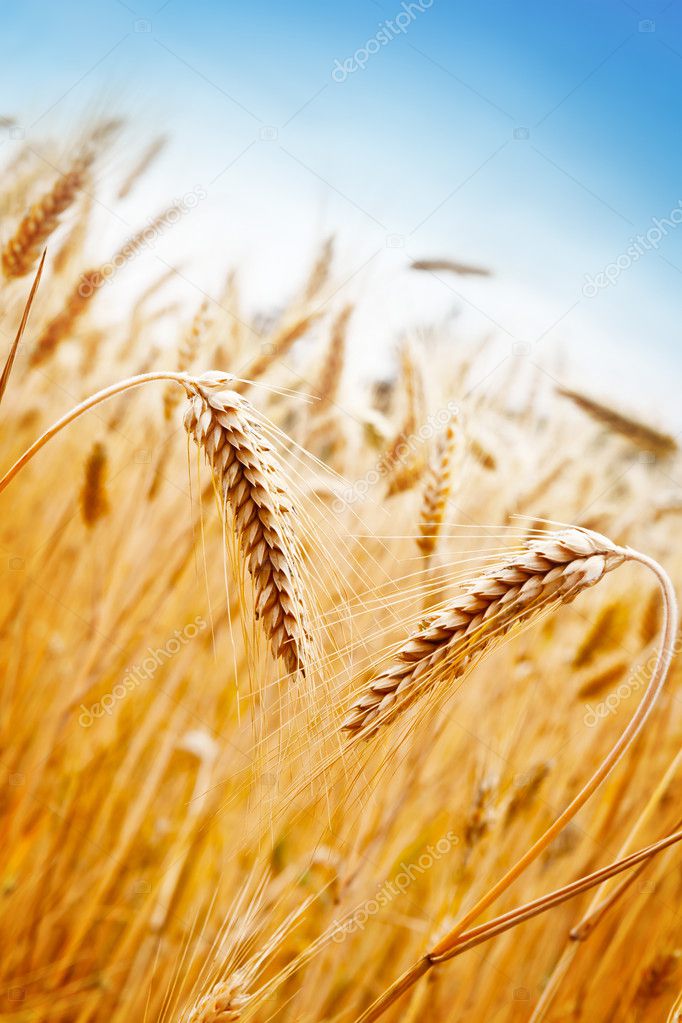 Wheat Field — Stock Photo © threeart #11930274