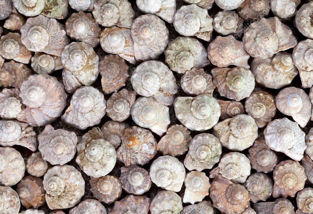 Seashells Background — Stock Photo © threeart #12116912