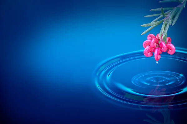 Flower With Water Drops - Stock Image - Everypixel