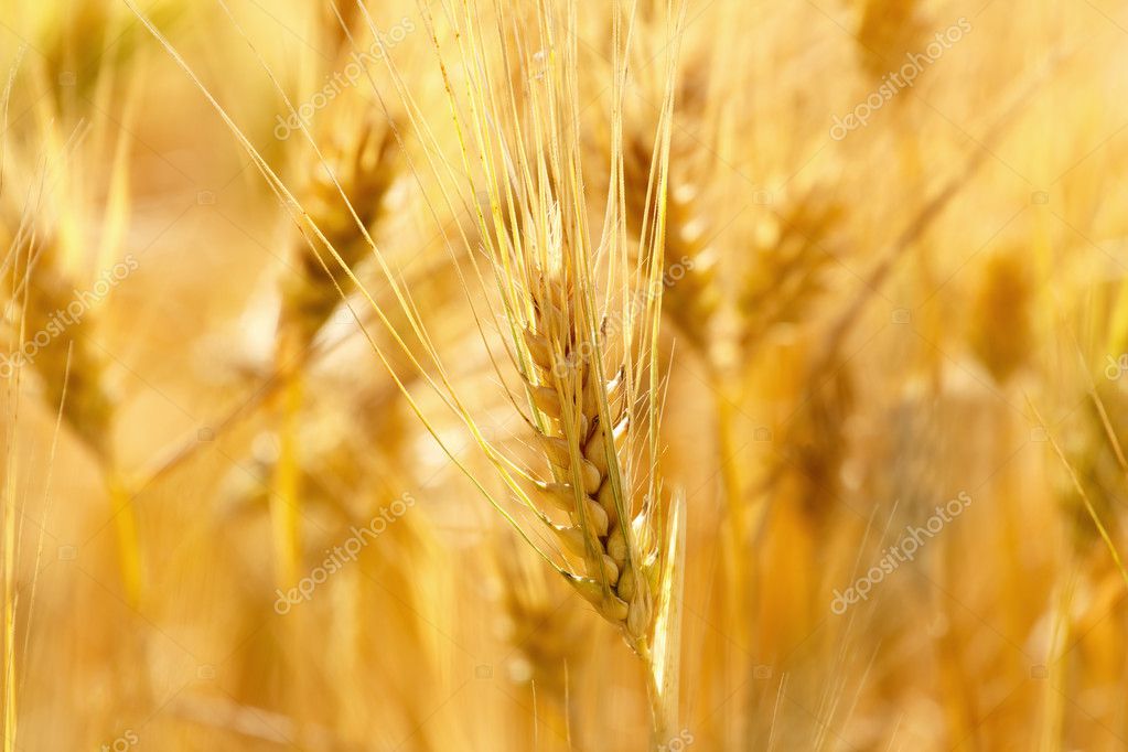 Gold grains in summer time Stock Photo by ©artush 11396051