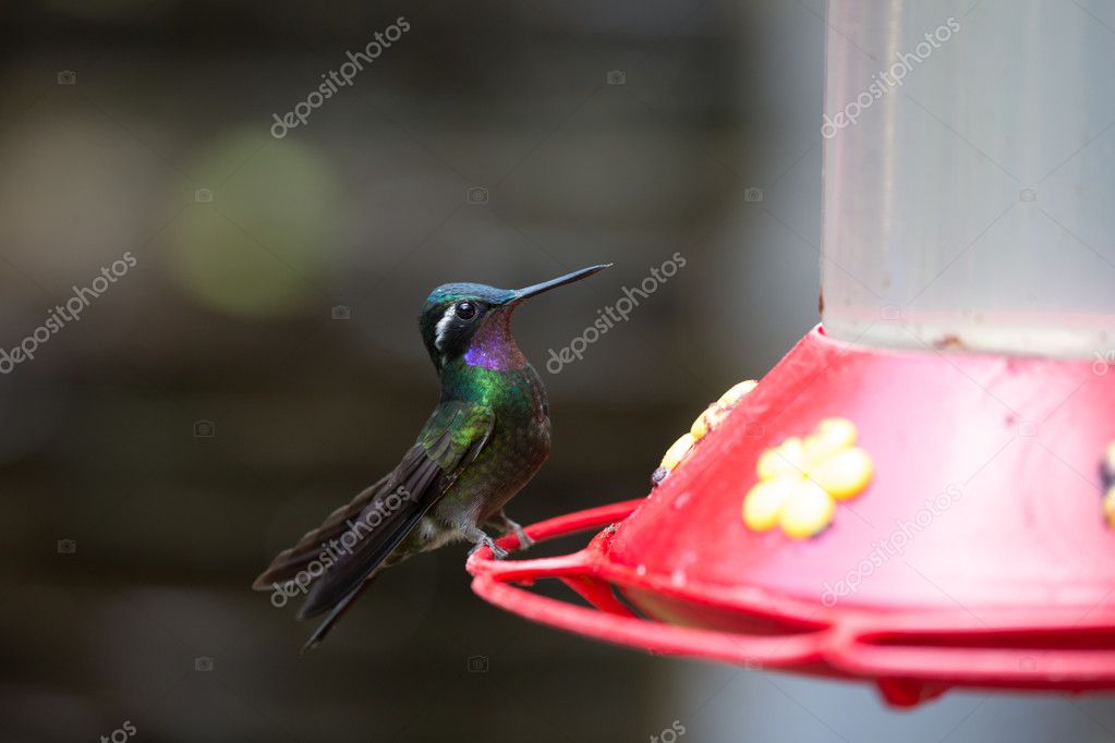 Hummingbird in Costa Rica Stock Photo by ©piccaya 11351618
