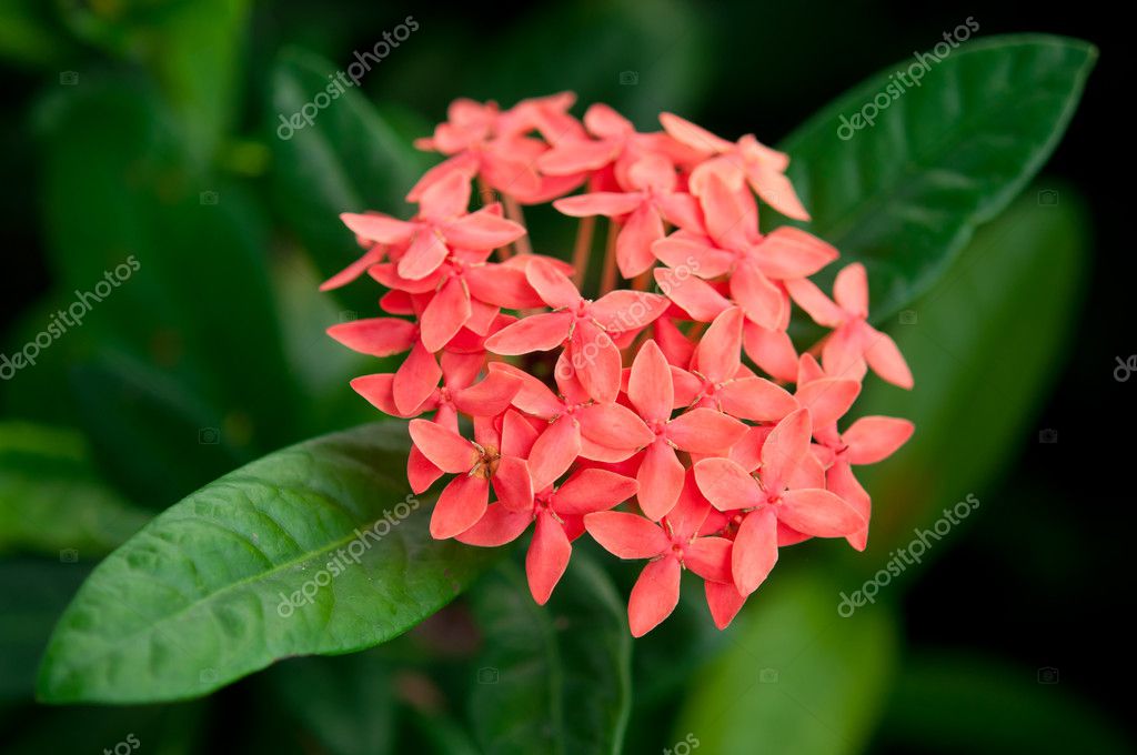 Ixora flower — Stock Photo © imphilip #12378074