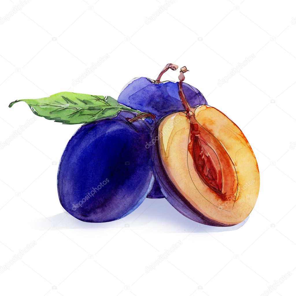 Watercolor painting on white background Stock Photo by ©deslns 12047958