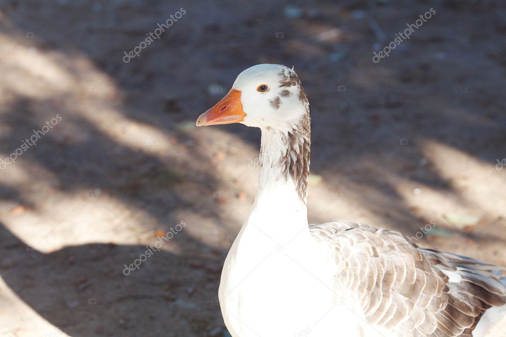 Beautiful white goose in nature Stock Photo by ©evgeniyauvarova 11353244