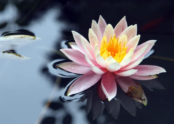 Big lotus flower Stock Photos, Royalty Free Big lotus flower Images ...