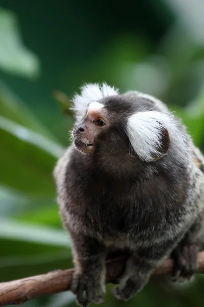 ᐈ Marmoset monkey stock pictures, Royalty Free marmoset images ...